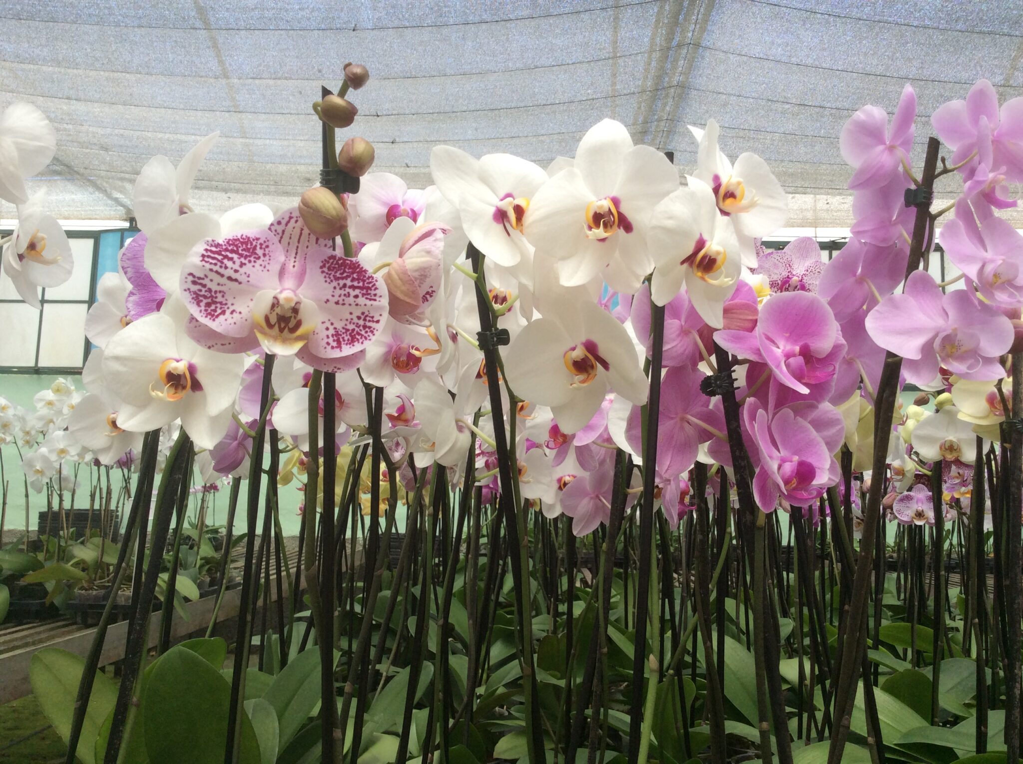 Orquidário Binot - Descubra Petrópolis