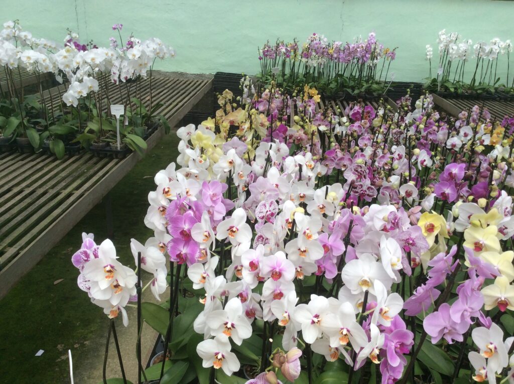 Orquidário Binot - Descubra Petrópolis