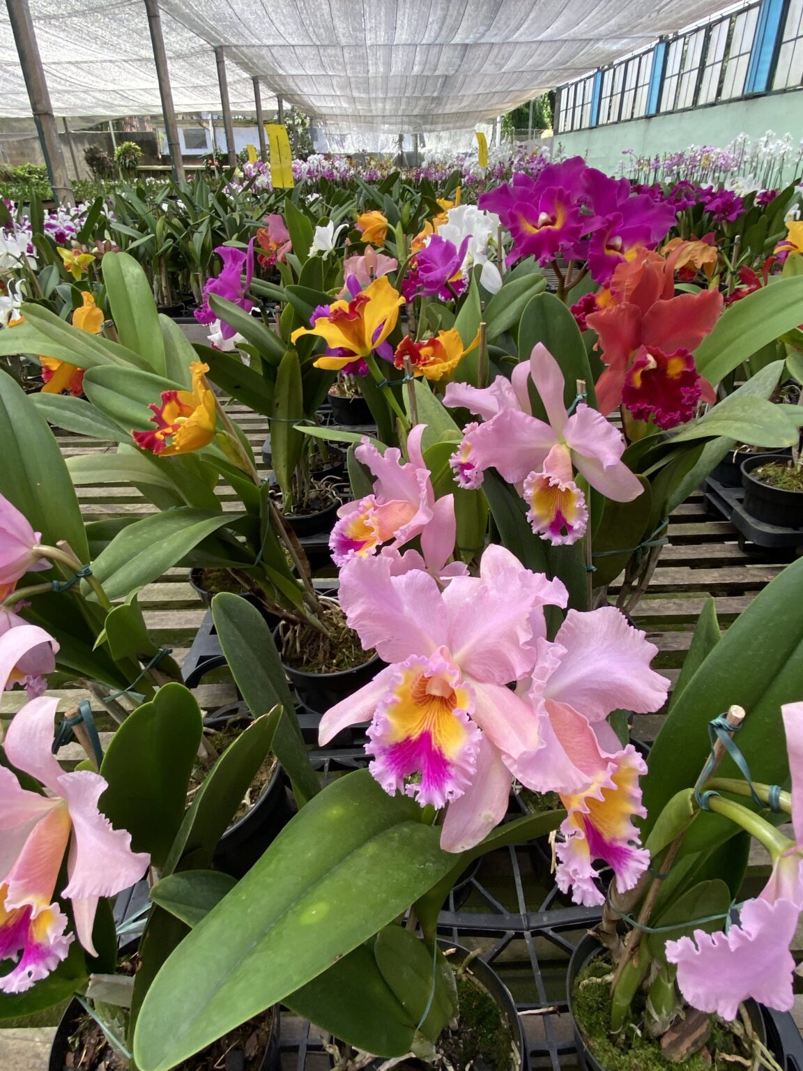 Orquidário Binot - Descubra Petrópolis