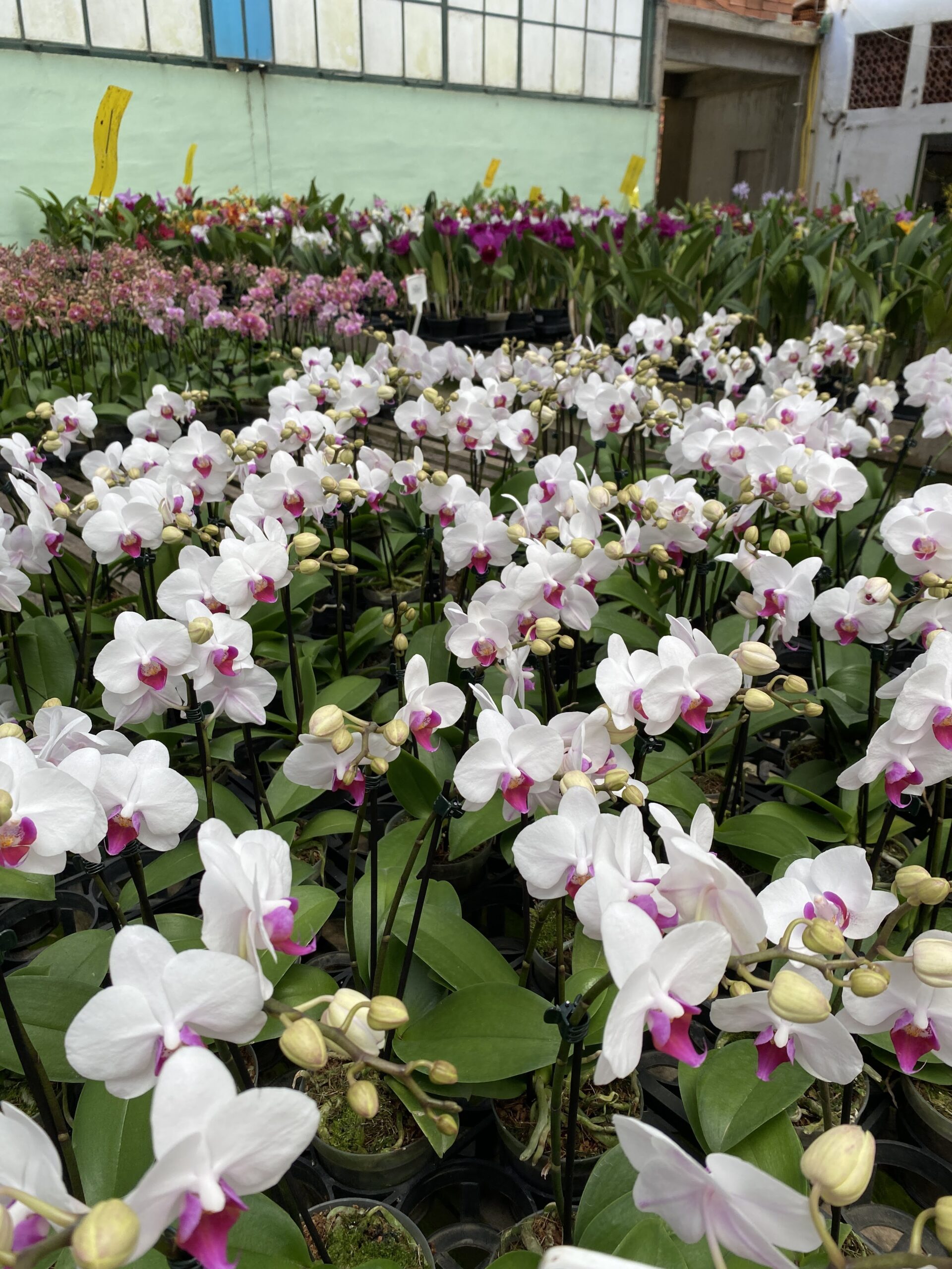 Orquidário Binot - Descubra Petrópolis