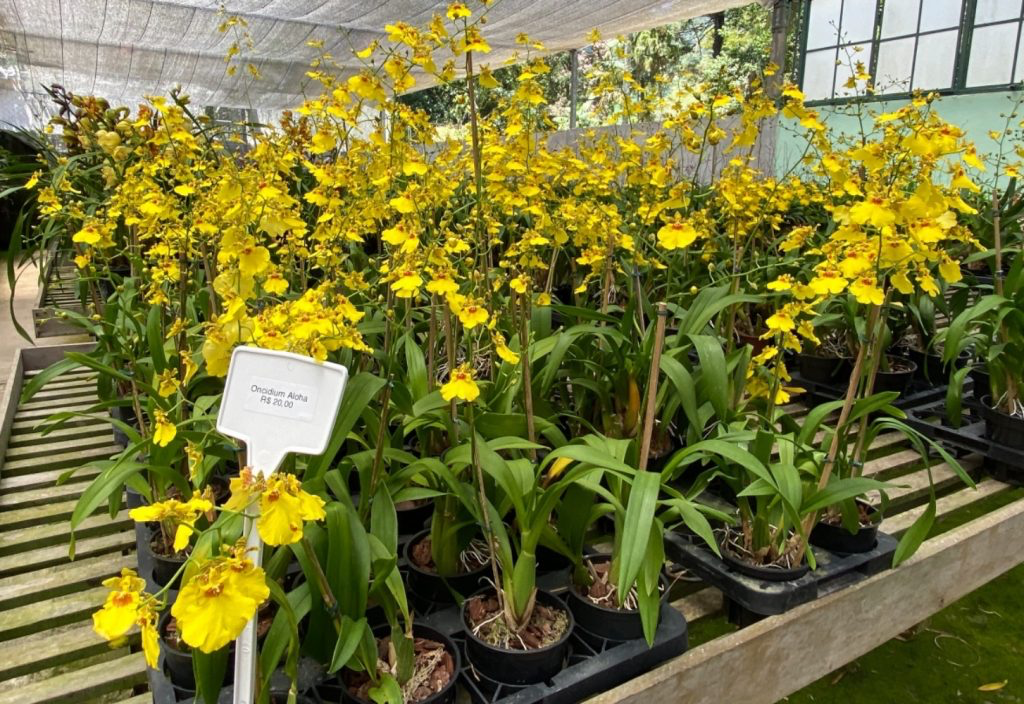 Orquidário Binot - Descubra Petrópolis