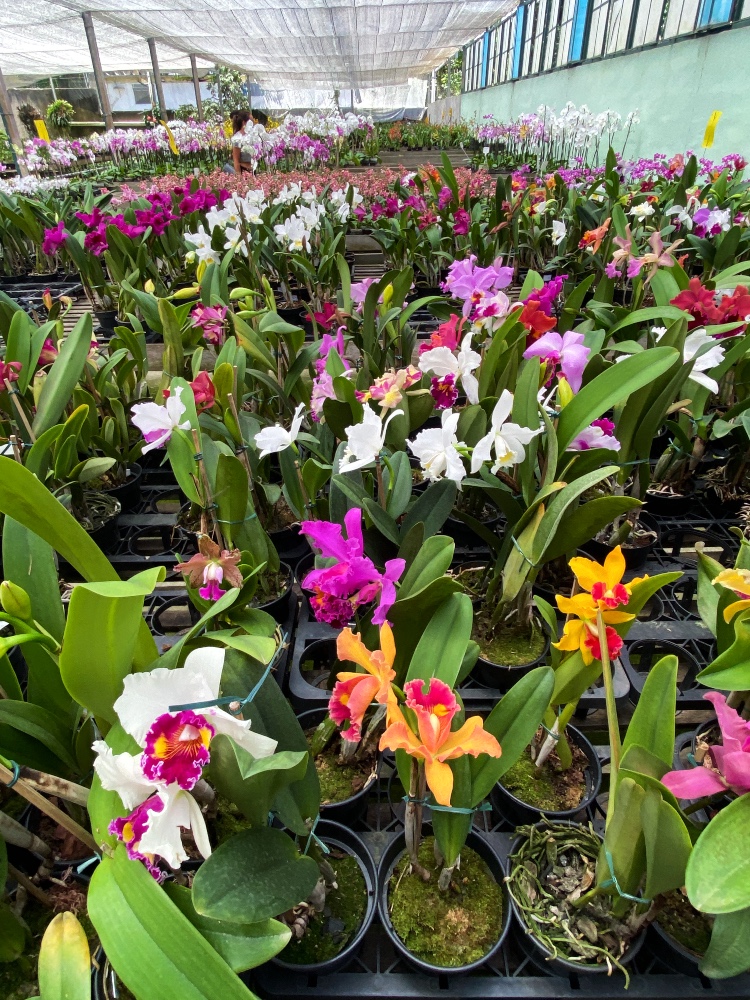 Orquidário Binot - Descubra Petrópolis